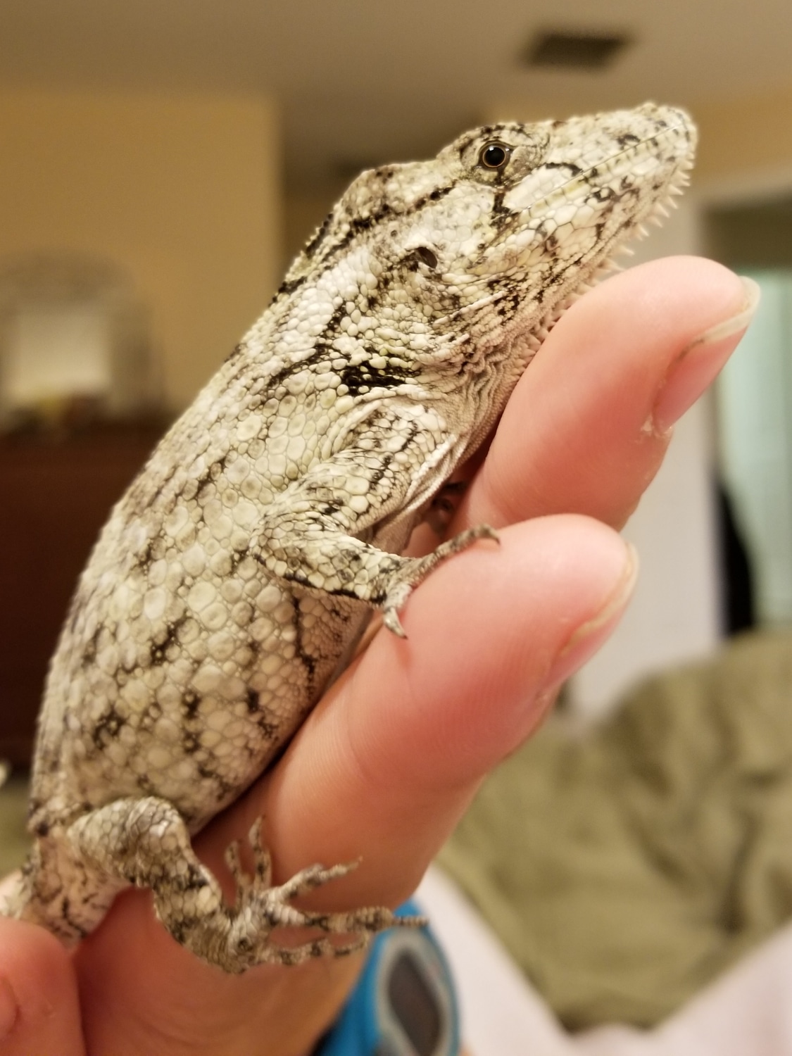 Cuban False Chameleon More Lizard by MJ Reptiles - MorphMarket