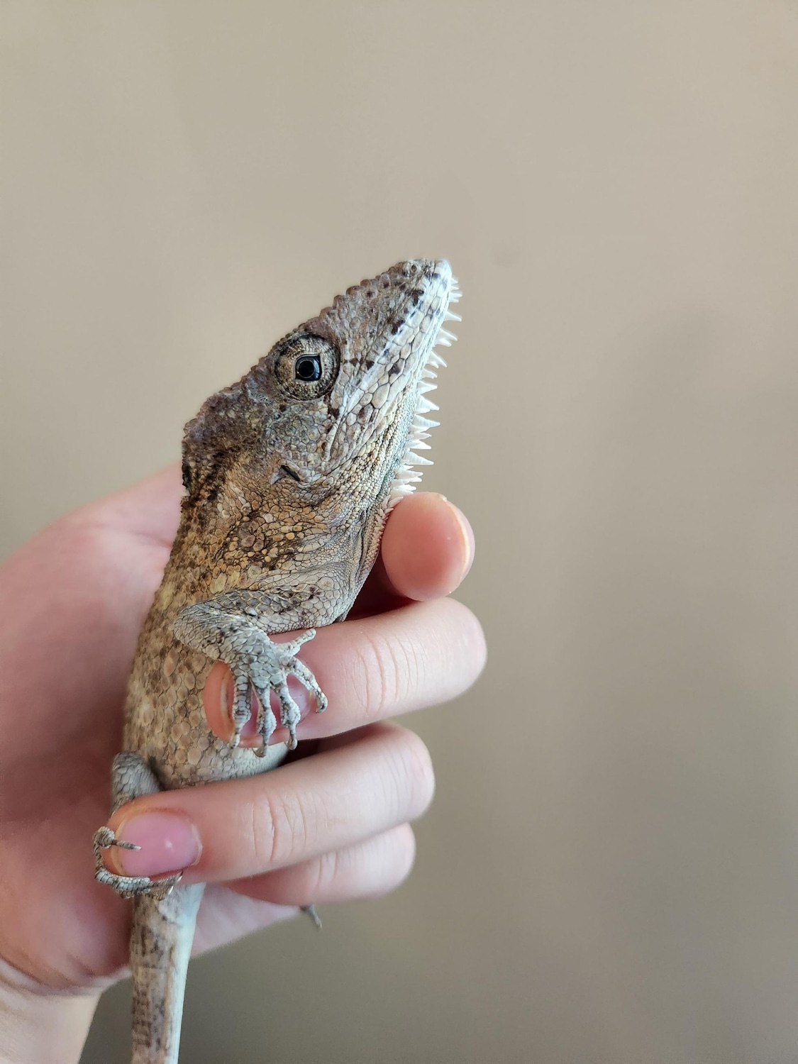 Cuban False Chameleon More Lizard by MJ Reptiles - MorphMarket