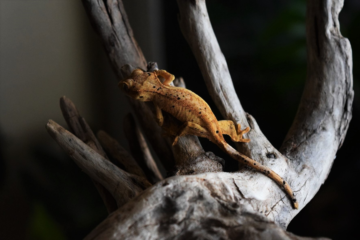 Yellow Dalmation PET ONLY Crested Gecko by MJR Exotics - MorphMarket