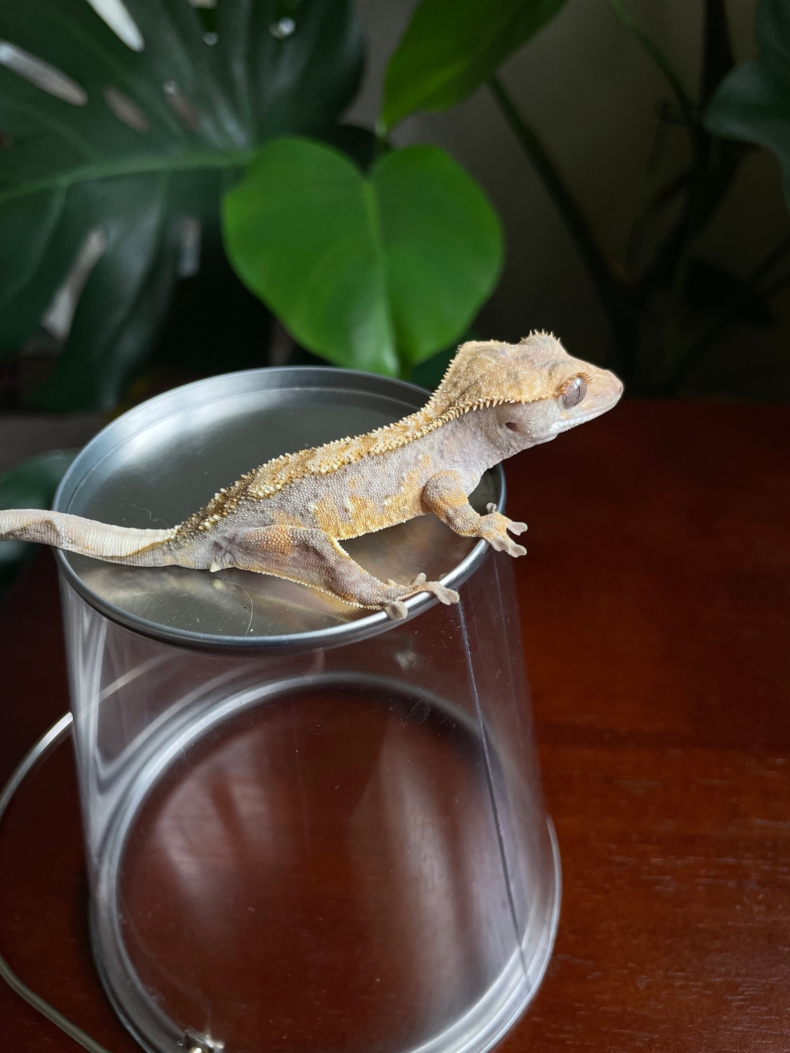 Lavender Harlequin Dashed Pinstripe Crested Gecko by MJR Exotics ...