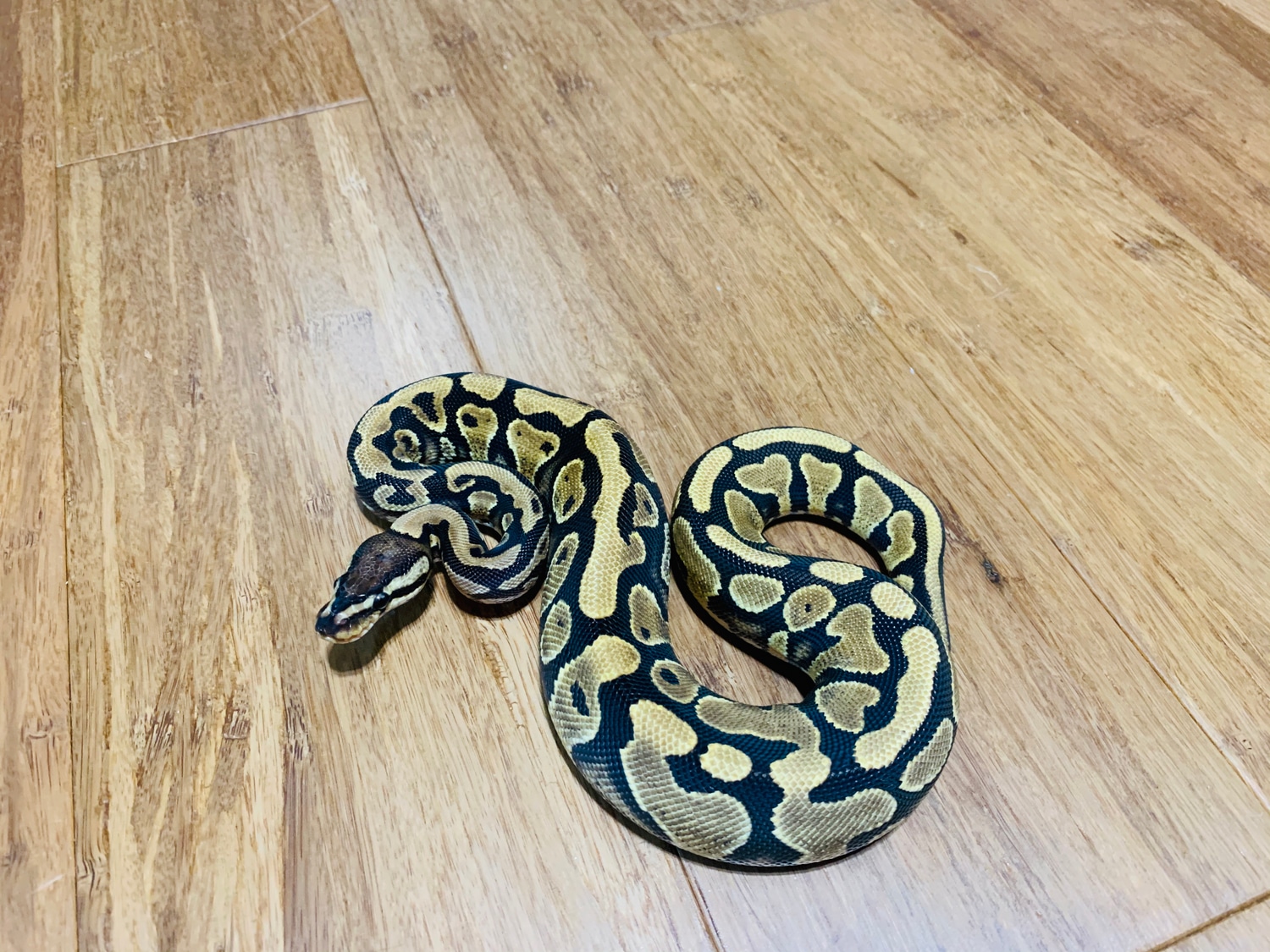 Vanilla Yellow Belly Ball Python by M&j Exotic Reptiles - MorphMarket