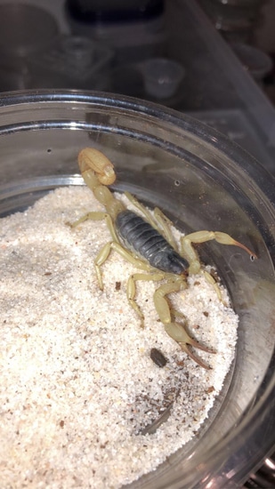 BLACK DESERT HAIRY SCORPIONS ( Hadrurus Spadix ) Scorpion by MJS Reptiles