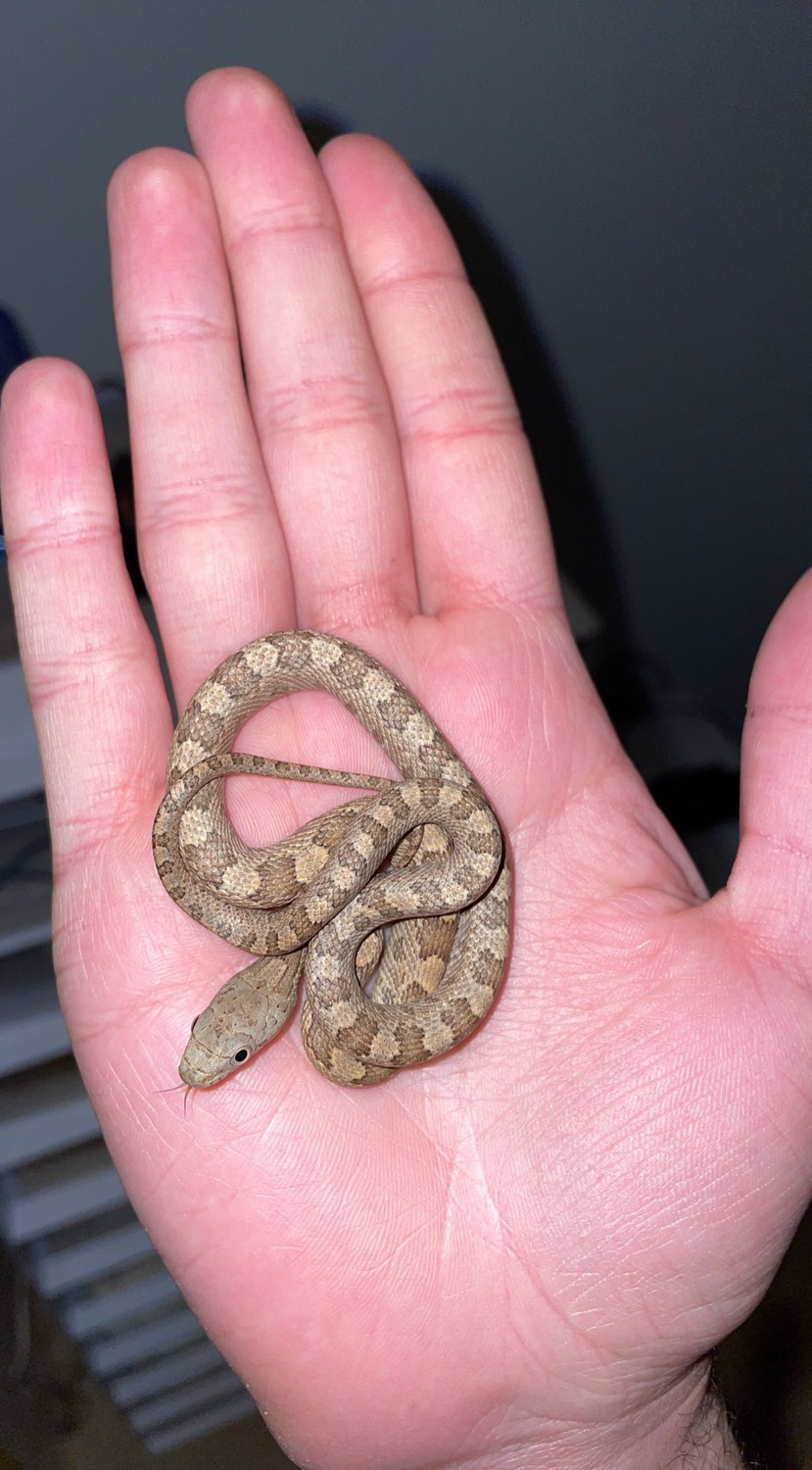 Palm Beach Co. Fl Everglades Eastern Rat Snake by MJS Reptiles ...