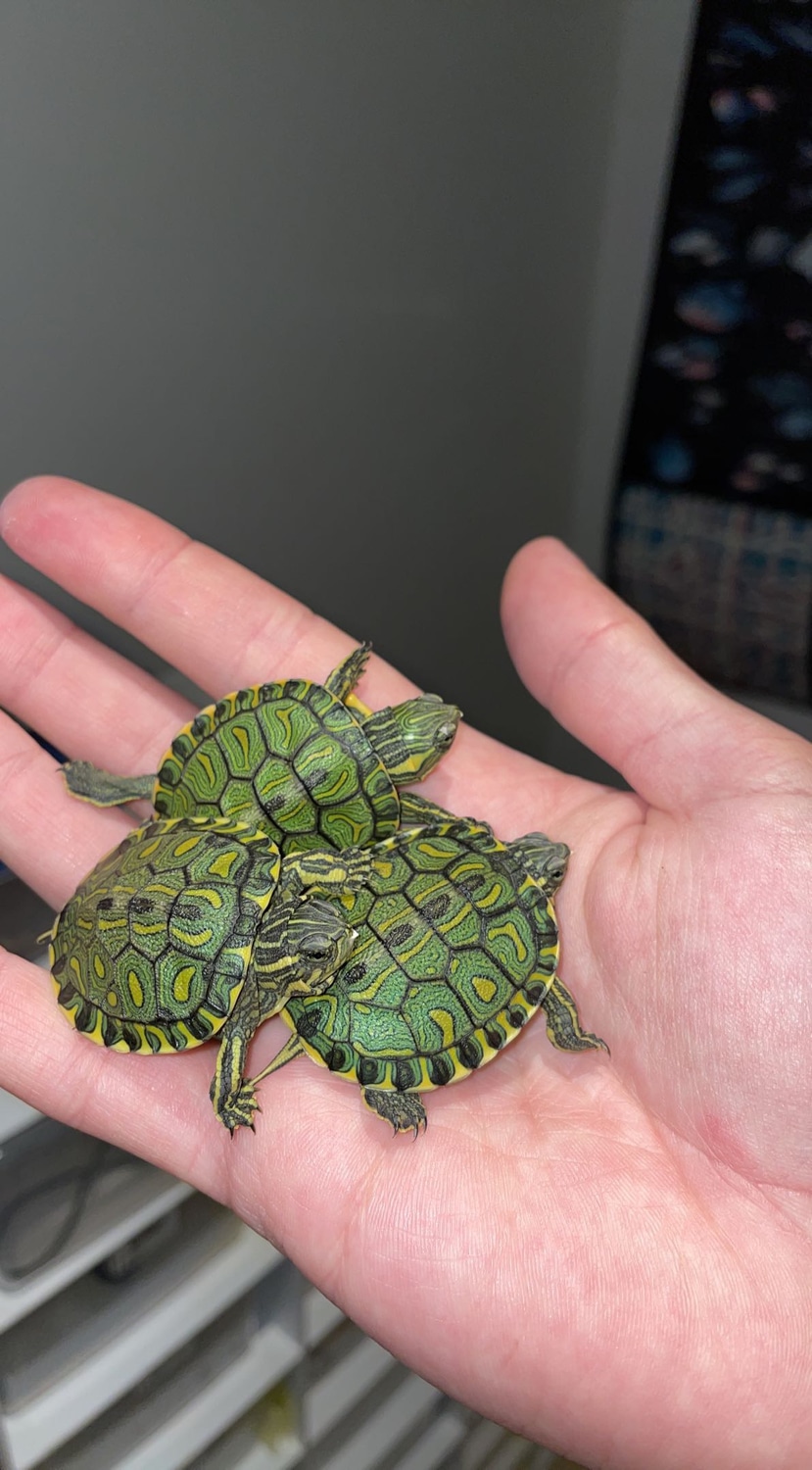 !!!sale!!! Brazilian Black-bellied/d’orbigny’s Sliders Slider Turtle by ...