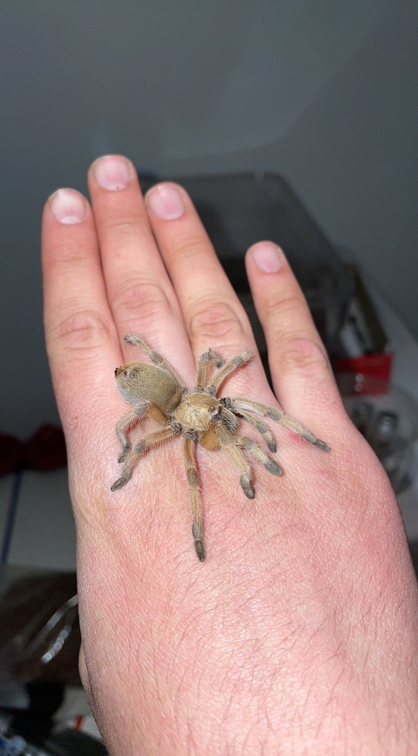 RIO GRANDE GOLD TARANTULAS (Aphonopelma Moderatum) Tarantula by MJS ...
