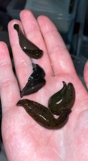 Ribbon Leeches Other Invertebrate by Atlantic Aquaculture