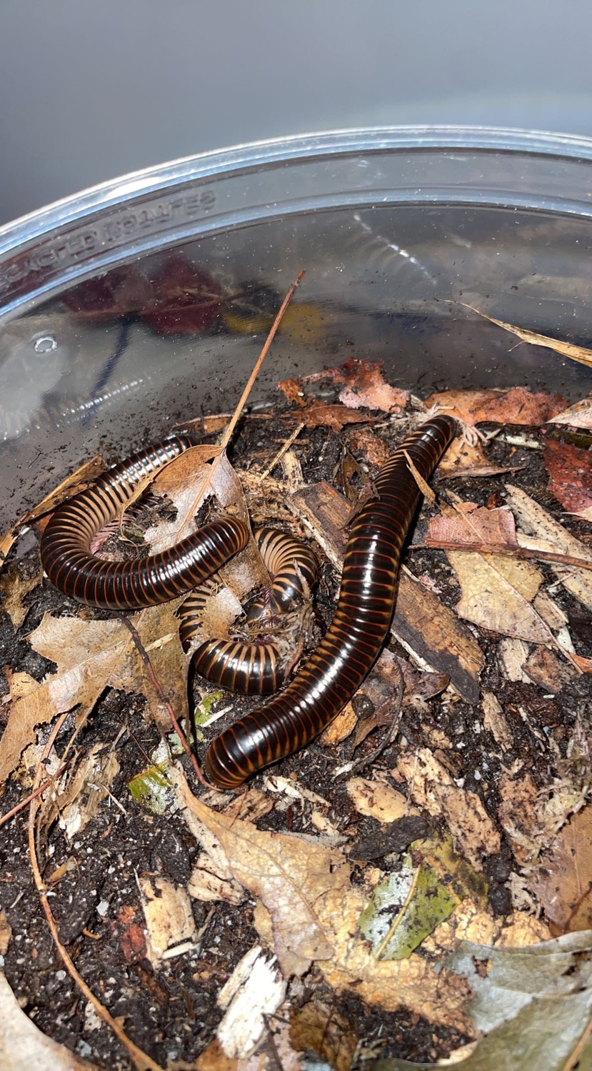 Florida Ivory (Chicobolus Spinigerus) Millipede by MJS Reptiles ...