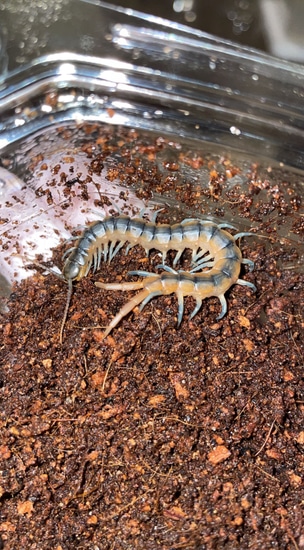 Florida Blue Centipedes (Scolopendra Viridis) by Atlantic Aquaculture