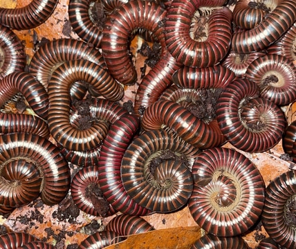 Cherry-foot (Narceus Americanus) Millipede by MJS Reptiles - MorphMarket