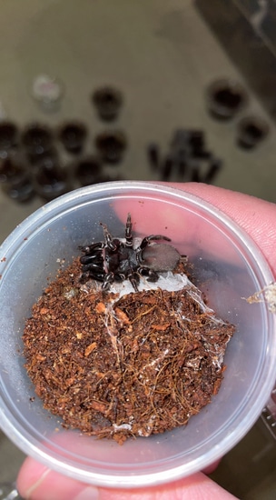 Red-legged Purseweb Spiders (Sphodros Rufipes) True Spider by Atlantic ...