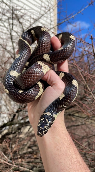 Ltc Hamilton Co. Fl Eastern Kingsnake by Atlantic Aquaculture