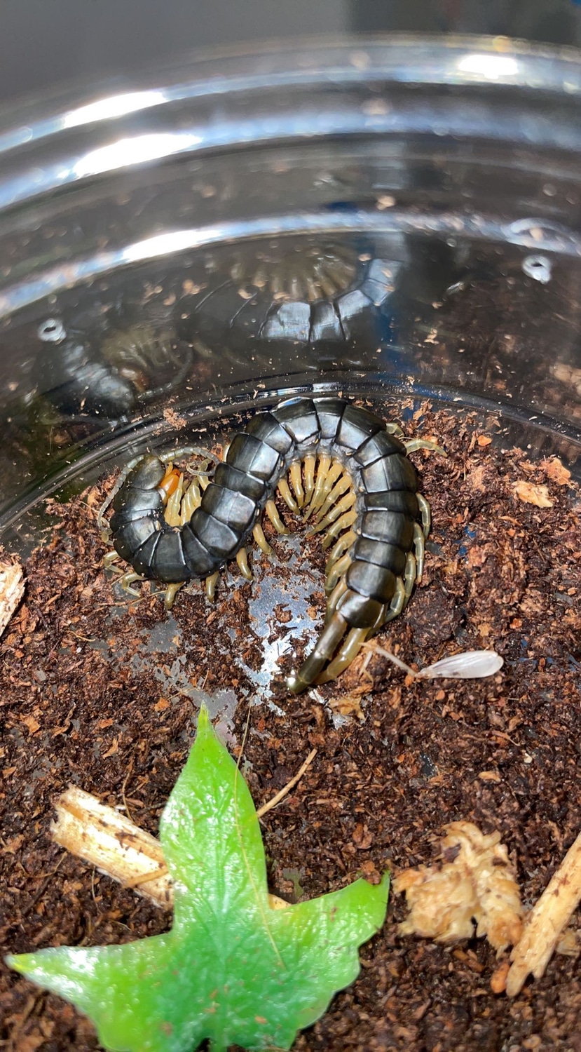 Central American Blue (Scolopendra Viridis) Centipede by MJS Reptiles ...