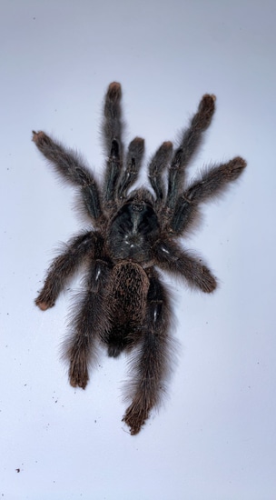Metallic Pink Toe Tarantulas (Avicularia Avicularia M6) by Atlantic ...