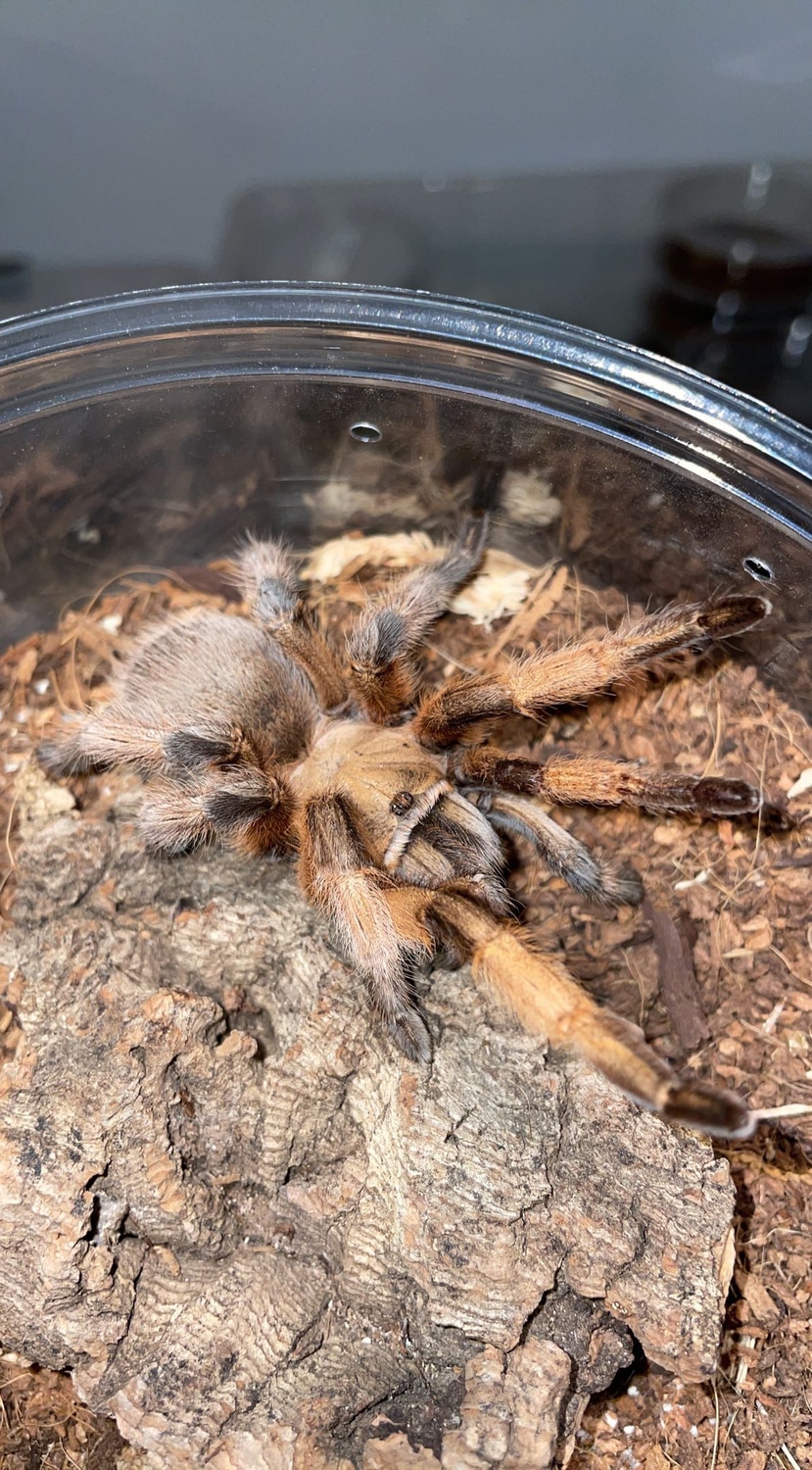 Rio Grande Gold (Aphonopelma Moderatum) Tarantula by MJS Reptiles ...