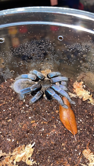 Cobalt Blue Tarantulas (Cyriopagopus Lividus) by Atlantic Aquaculture