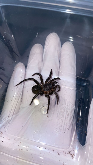 Black Armored Trapdoor Spiders (Liphistius Cf. Jarujien/malayanus) by ...