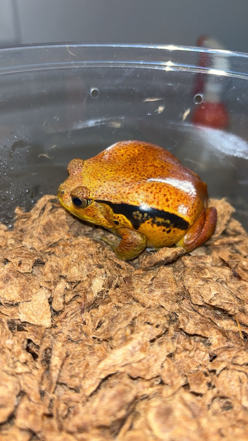 SAMBAVA TOMATO FROGS