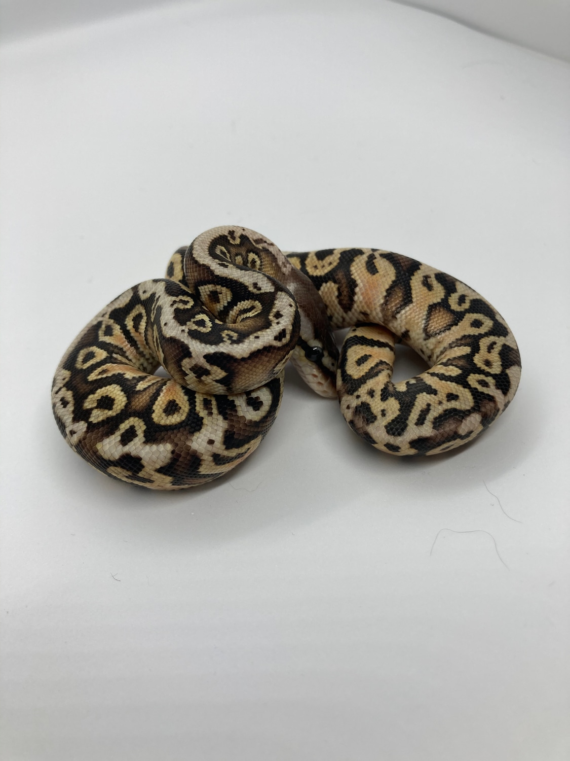 Inferno Ball Python by Judson Exotics - MorphMarket