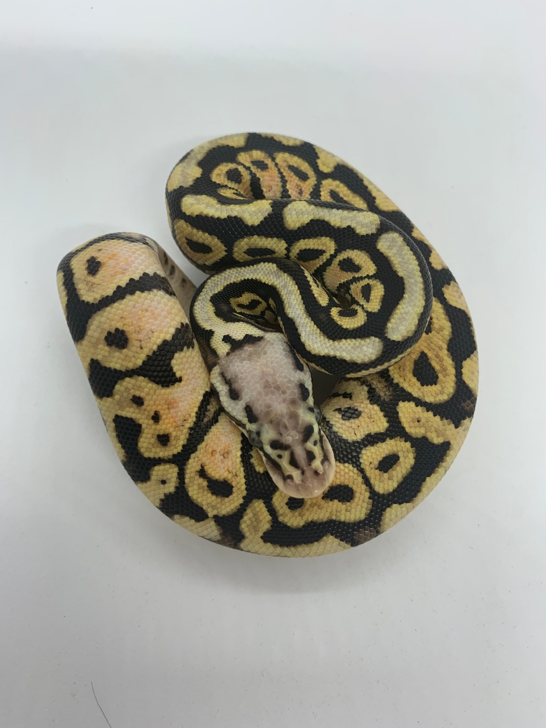 Super Pastel Spotnose Ball Python by Judson Exotics - MorphMarket