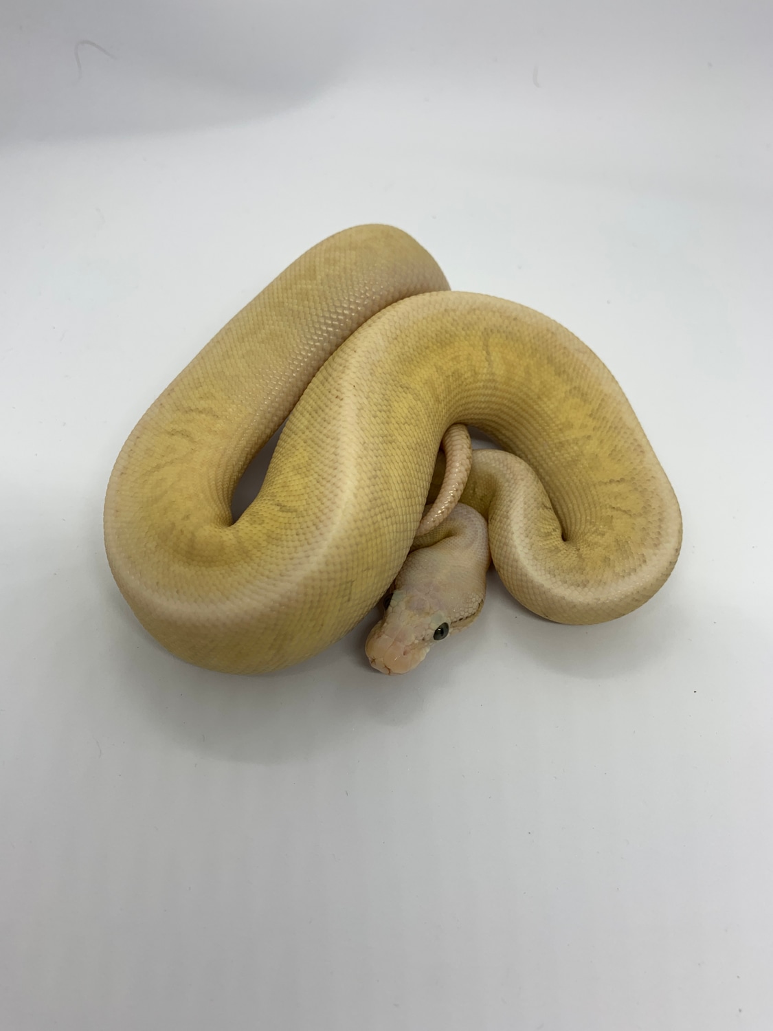 Super Pastel Pinstripe Lesser Spotnose Ball Python by Judson Exotics ...