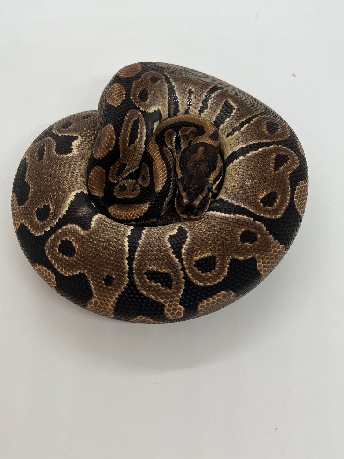 Het Clown Ball Python by Judson Exotics - MorphMarket