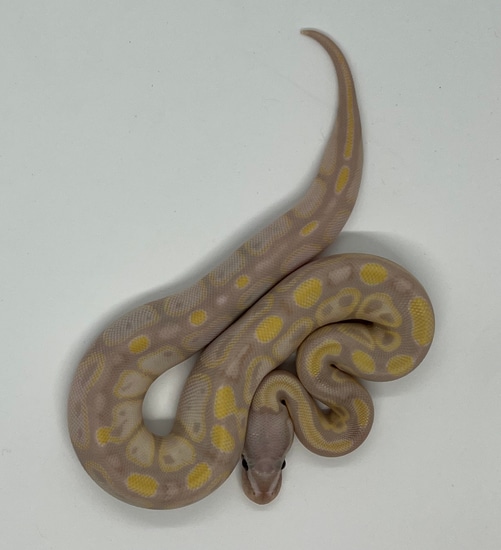 Super Banana Het G-Stripe Ball Python by Judson Exotics
