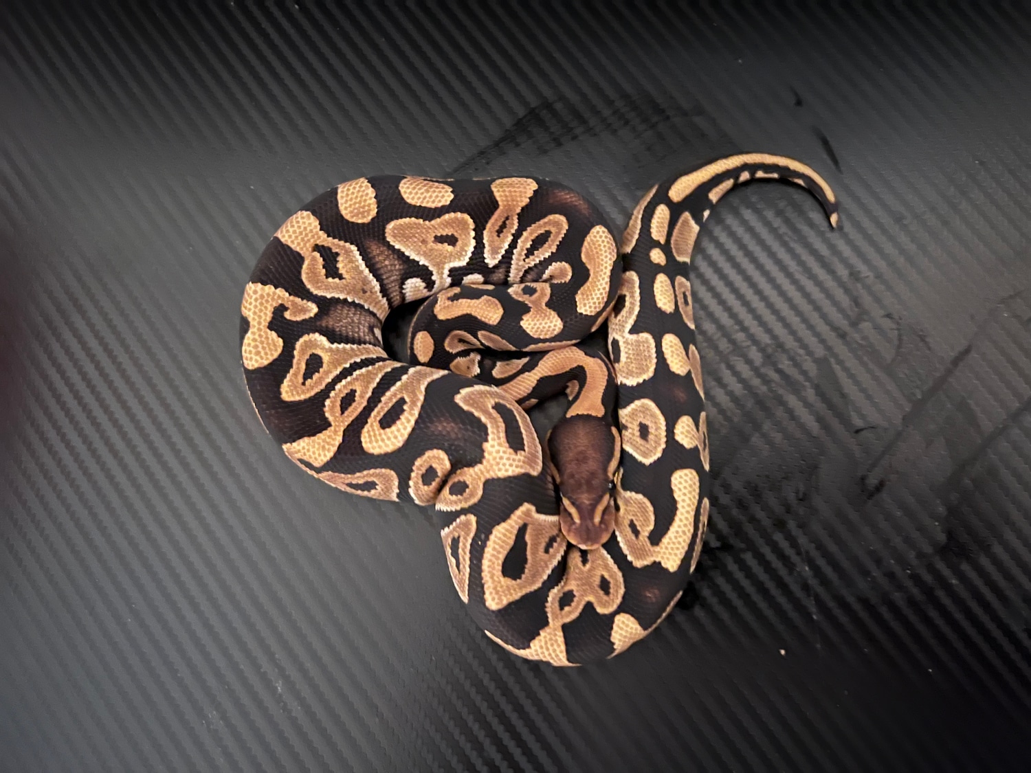 **FREE SHIPPING** Mystic Or Mojave Het Hypo Ball Python by Judson ...