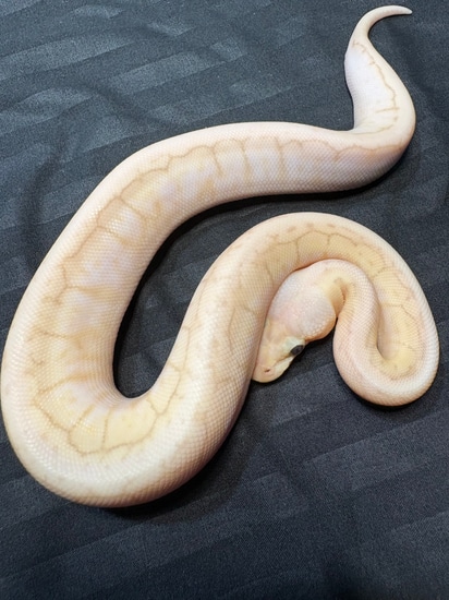 Pastel Vanilla Spinner Calico Banana Pos Spotnose Ball Python by Judson ...