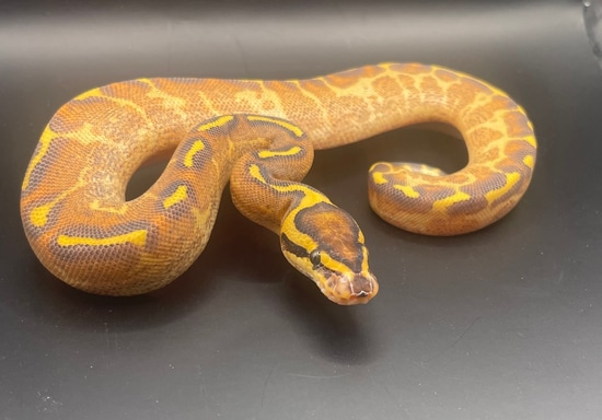 Enchi Freeway Ball Python by MB Exotics