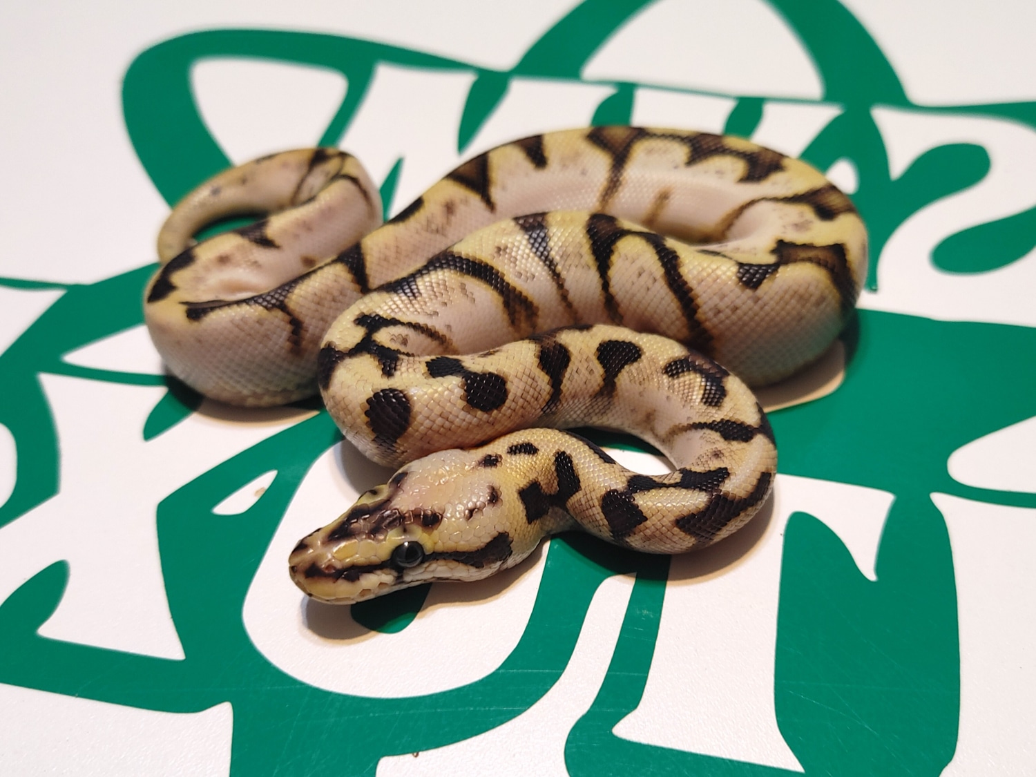 Calico Bumblebee Enchi Ball Python by MK2 Exotics - MorphMarket