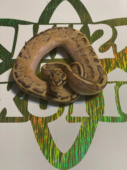 Disco Inferno Ball Python by MK2 Exotics
