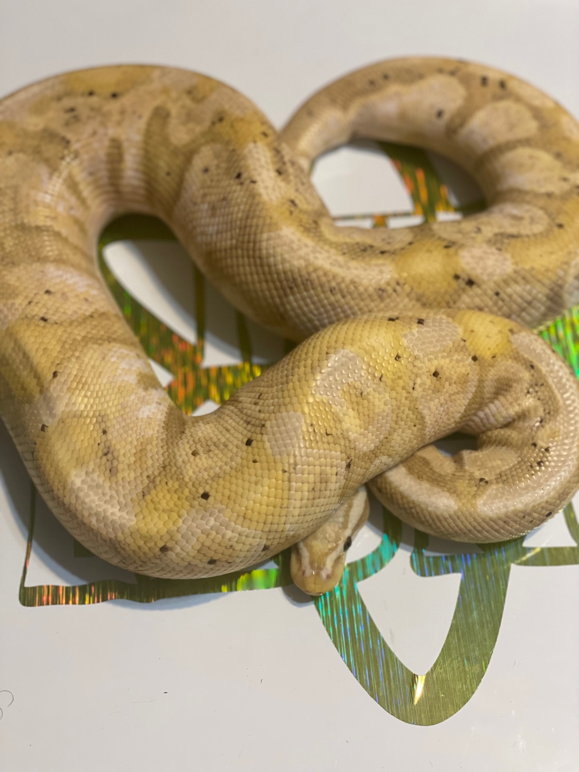 Pastel Banana Het Pied Ball Python by MK2 Exotics - MorphMarket