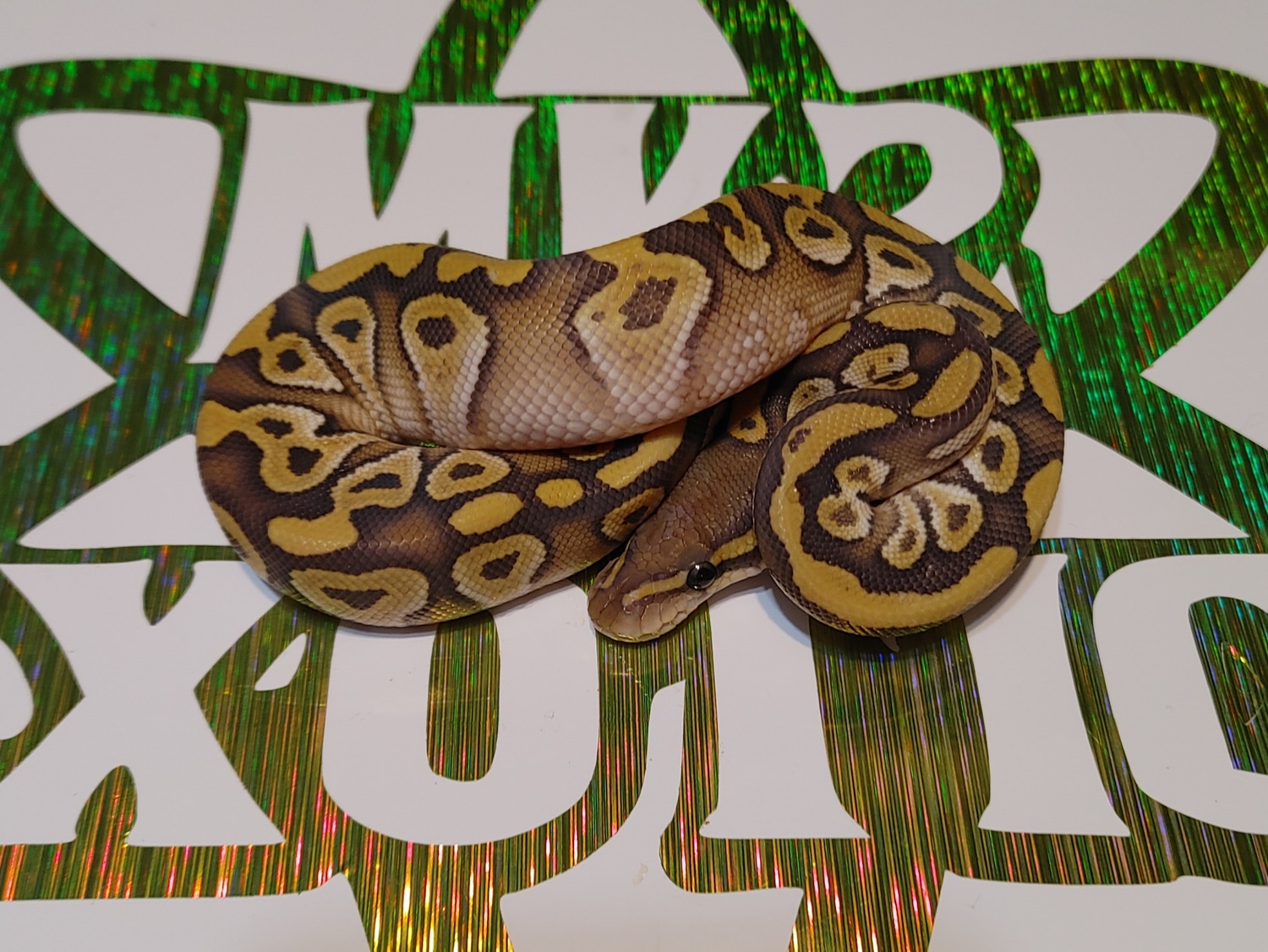 Mojave Hypo Ball Python by MK2 Exotics - MorphMarket
