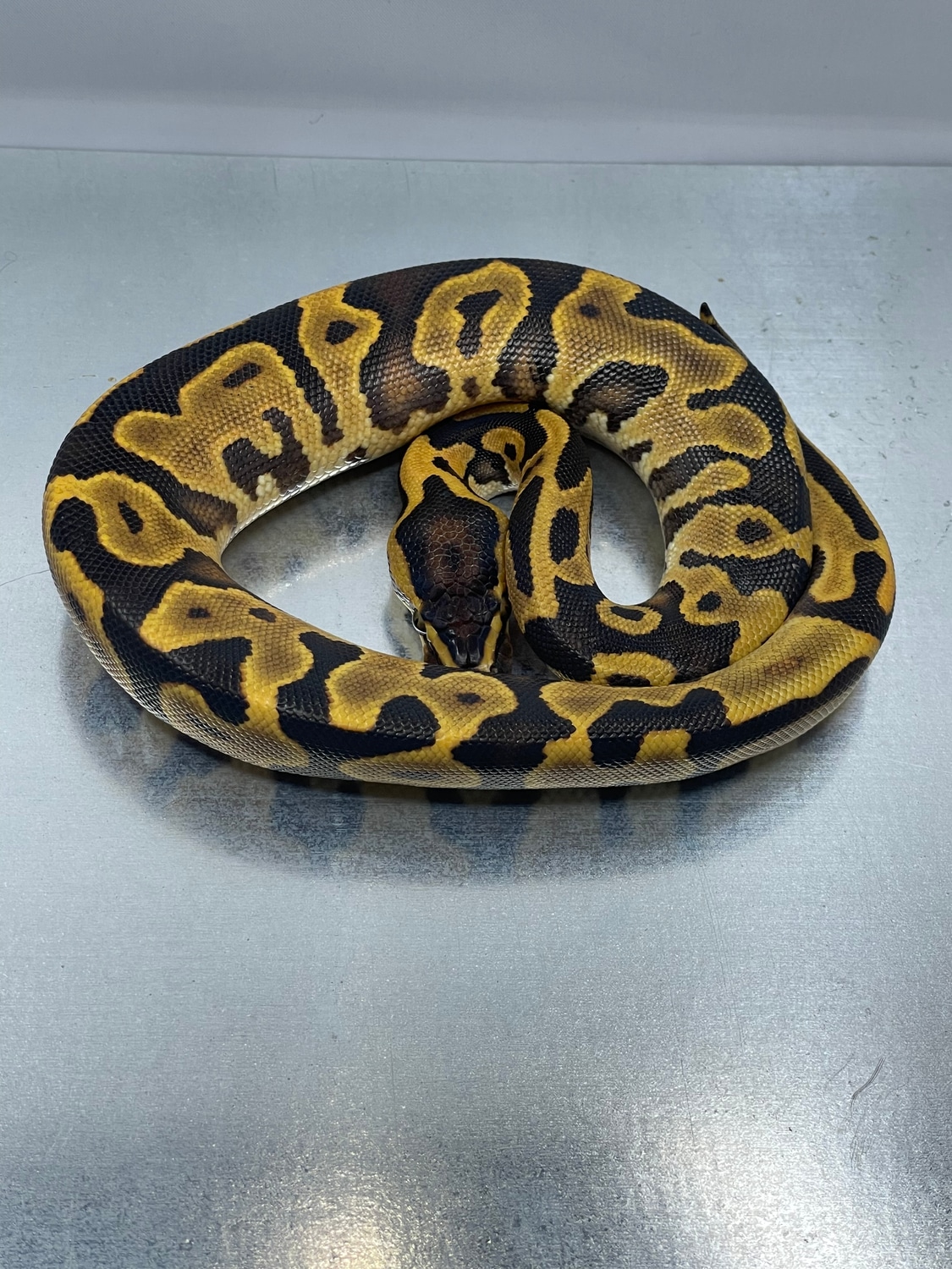 Fire Leopard Ball Python by MK2 Exotics - MorphMarket