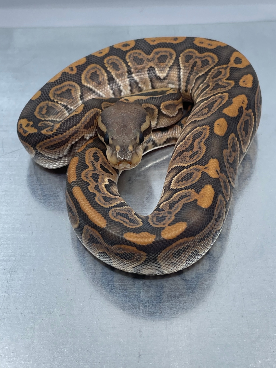 Black Pastel Hypo Ball Python by MK2 Exotics - MorphMarket