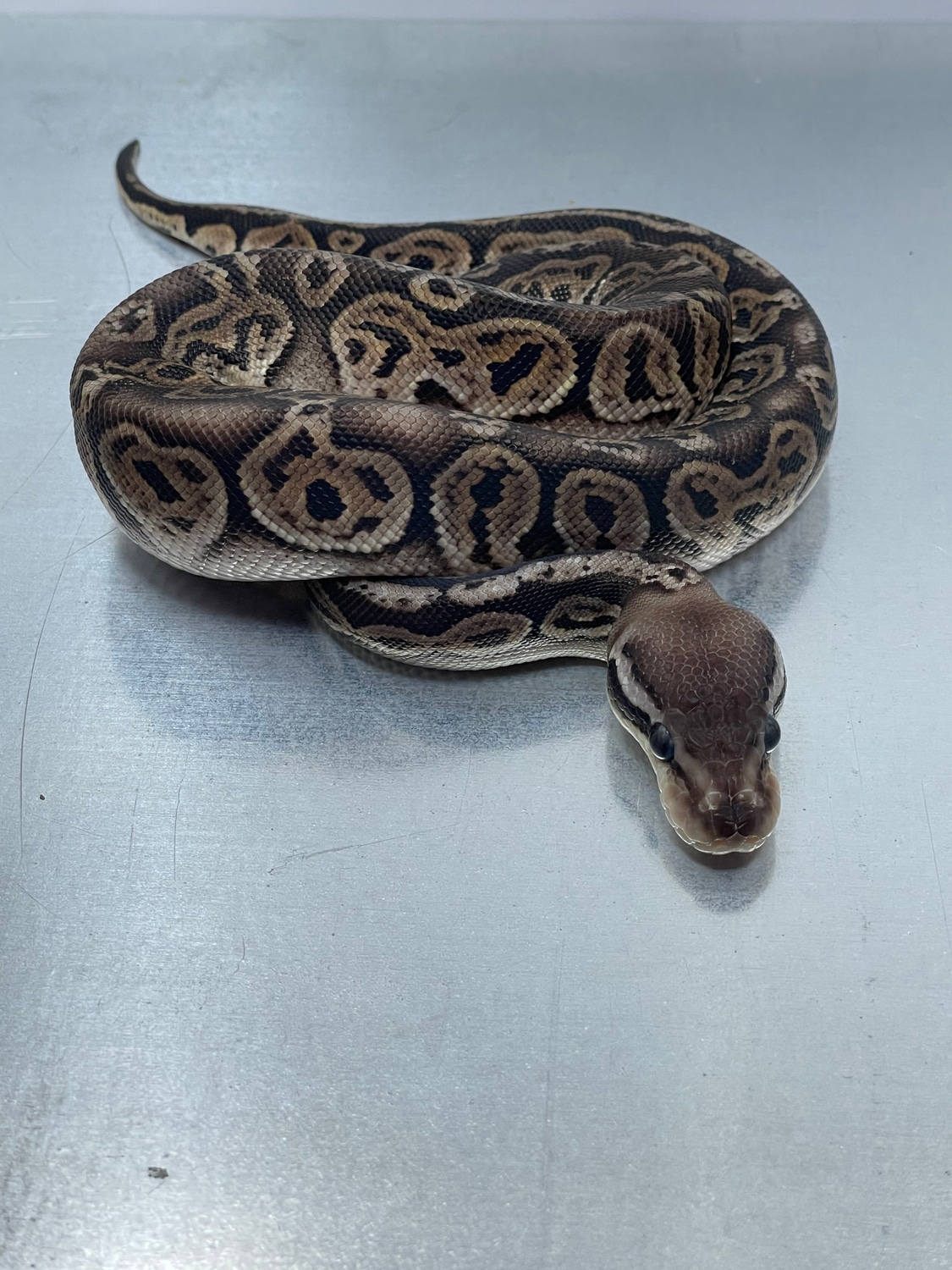 Black Pewter GHI Het Hypo Ball Python by MK2 Exotics - MorphMarket