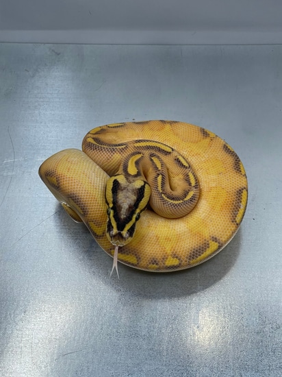 Pastel Enchi Orange Dream Freeway Ball Python by MK2 Exotics