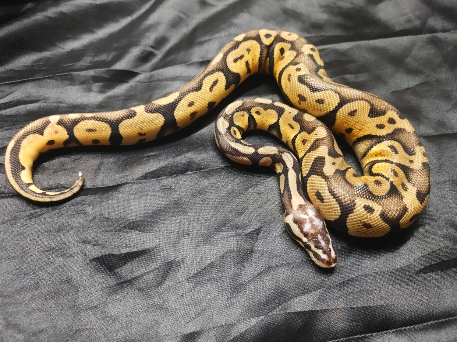 Super Pastel Scaleless Head Ball Python by MK2 Exotics - MorphMarket