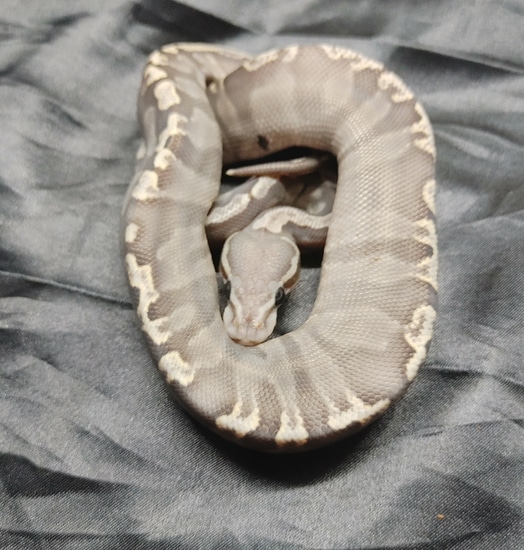 Super GHI Hypo Possible Pastel Ball Python by MK2 Exotics