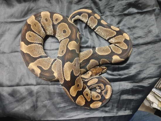 Blade Het Clown Ball Python by MK2 Exotics