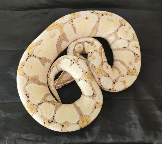 VPI Axanthic Banana Ball Python by MK2 Exotics