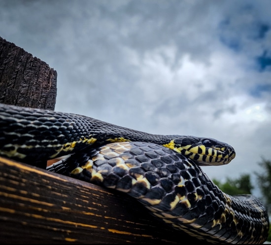 CB24 Hatchling Russian Rat Snakes (Elaphe Schrenckii) Other Rat Snake ...