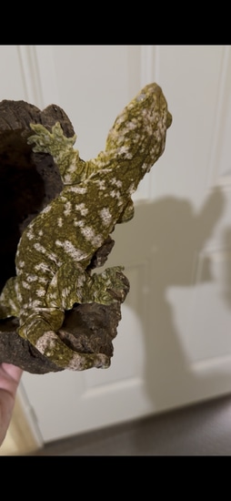 Fire N Ice RTB Leachianus Gecko by MKB Reptiles