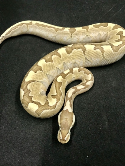 Bamboo Enchi Ball Python by CG Reptiles