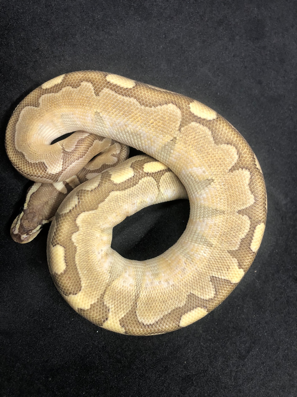 Bamboo Enchi Ball Python by CG Reptiles - MorphMarket