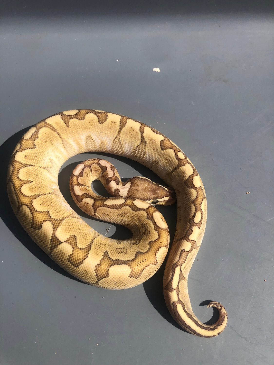 Enchi Bamboo Ball Python by CG Reptiles - MorphMarket