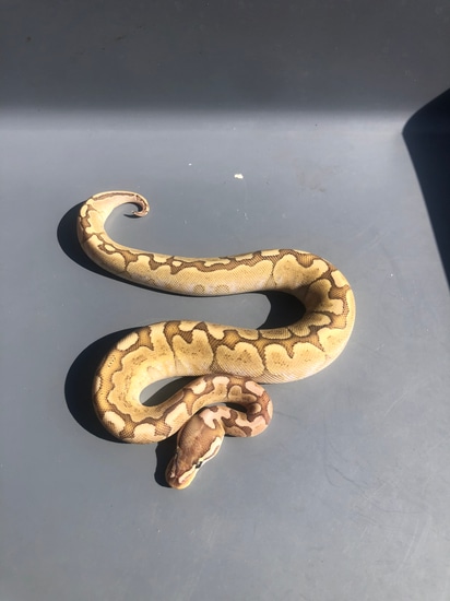 Enchi Bamboo Ball Python by CG Reptiles