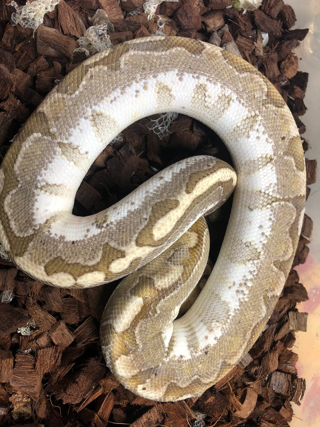 Bamboo Enchi Ball Python by CG Reptiles - MorphMarket