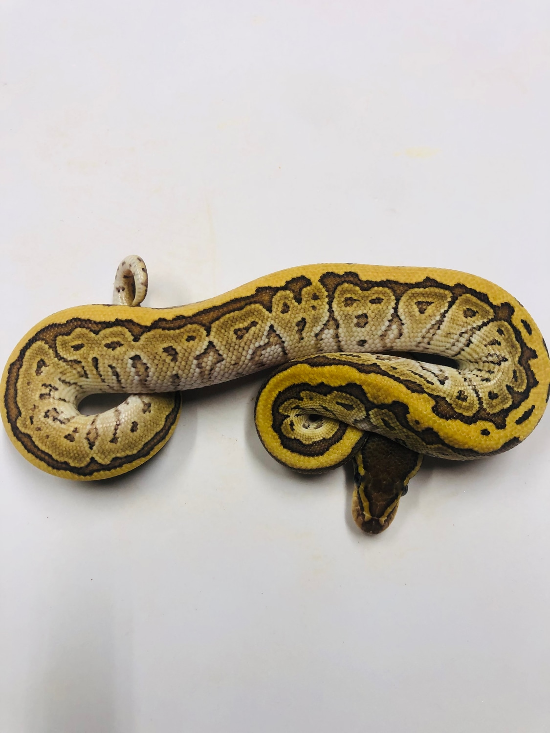 Pinstripe Mojave Ball Python by CG Reptiles - MorphMarket