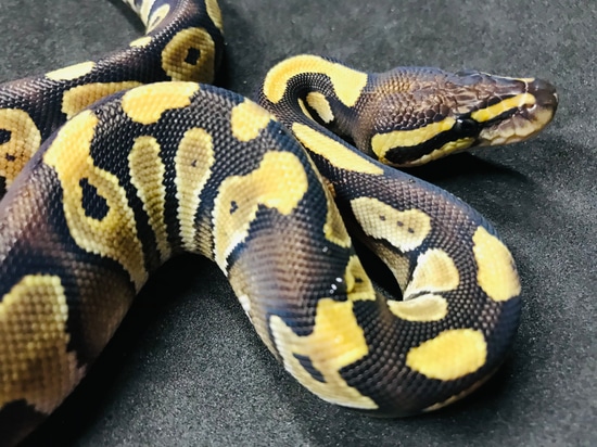 Mojave Ball Python by CG Reptiles